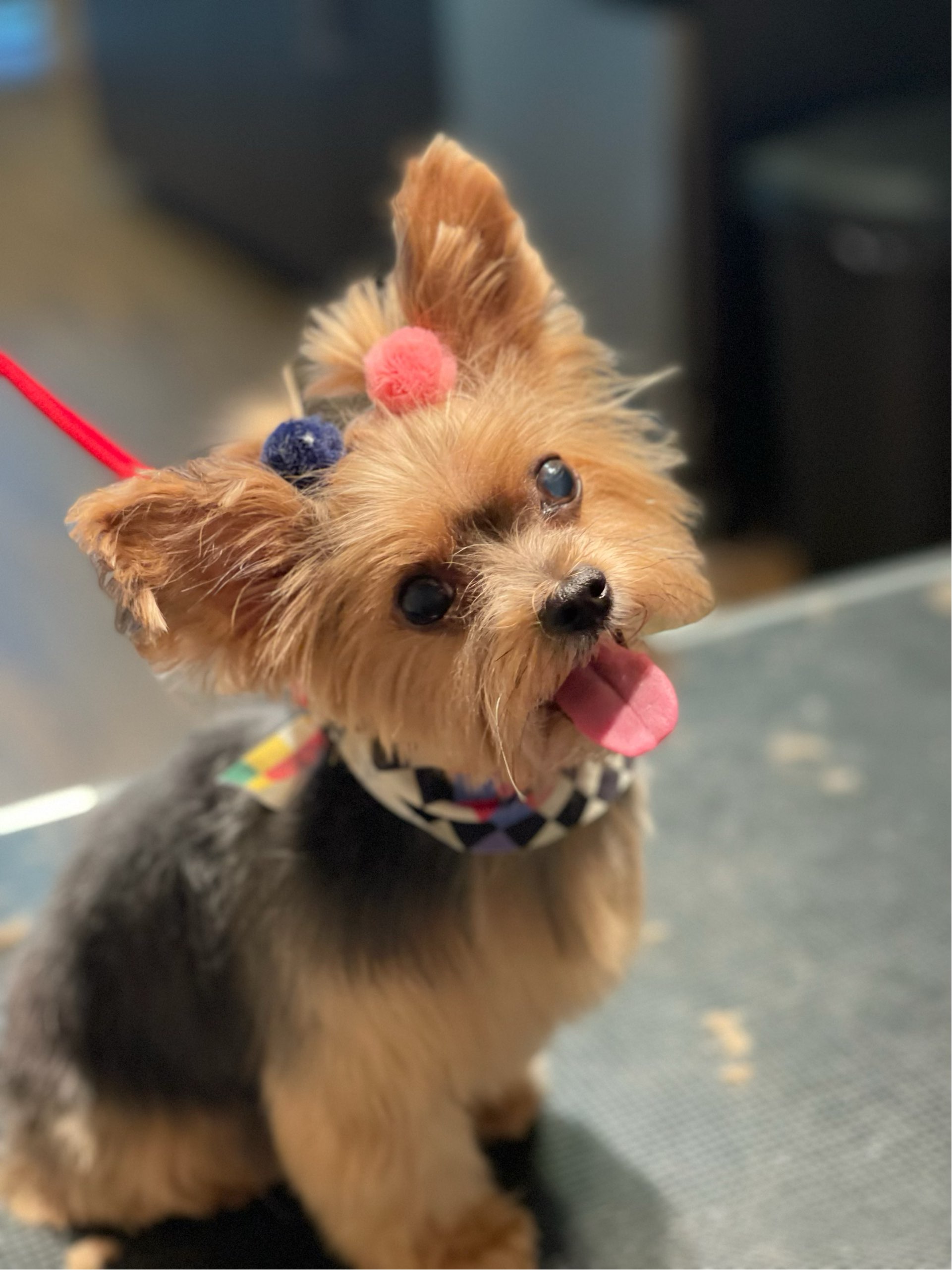 Online booking by GrooMore