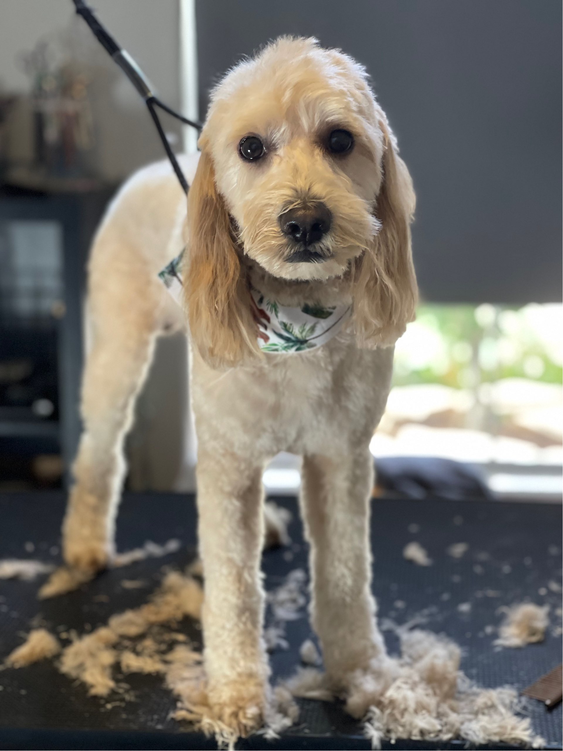 Online booking by GrooMore