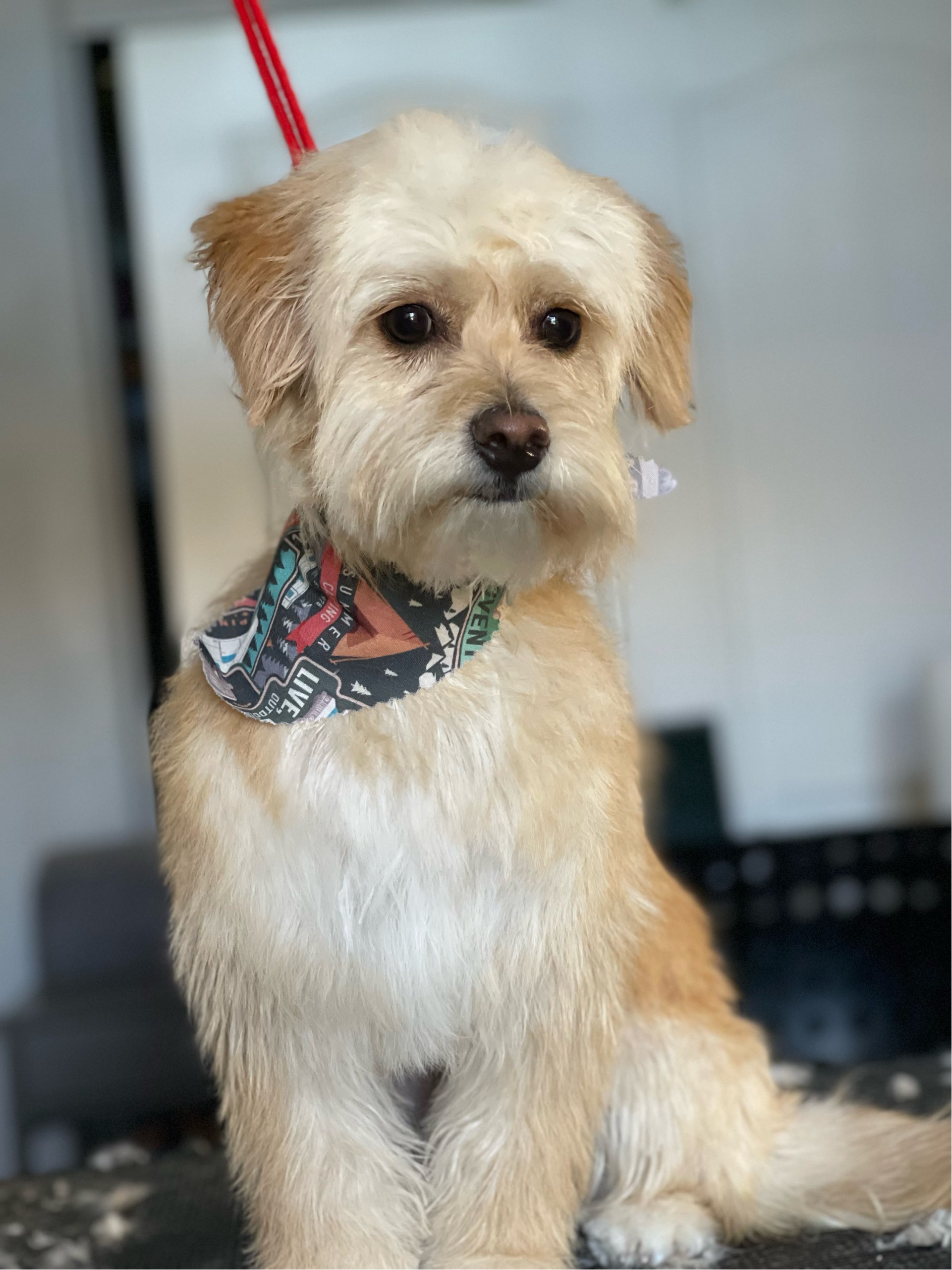 Online booking by GrooMore