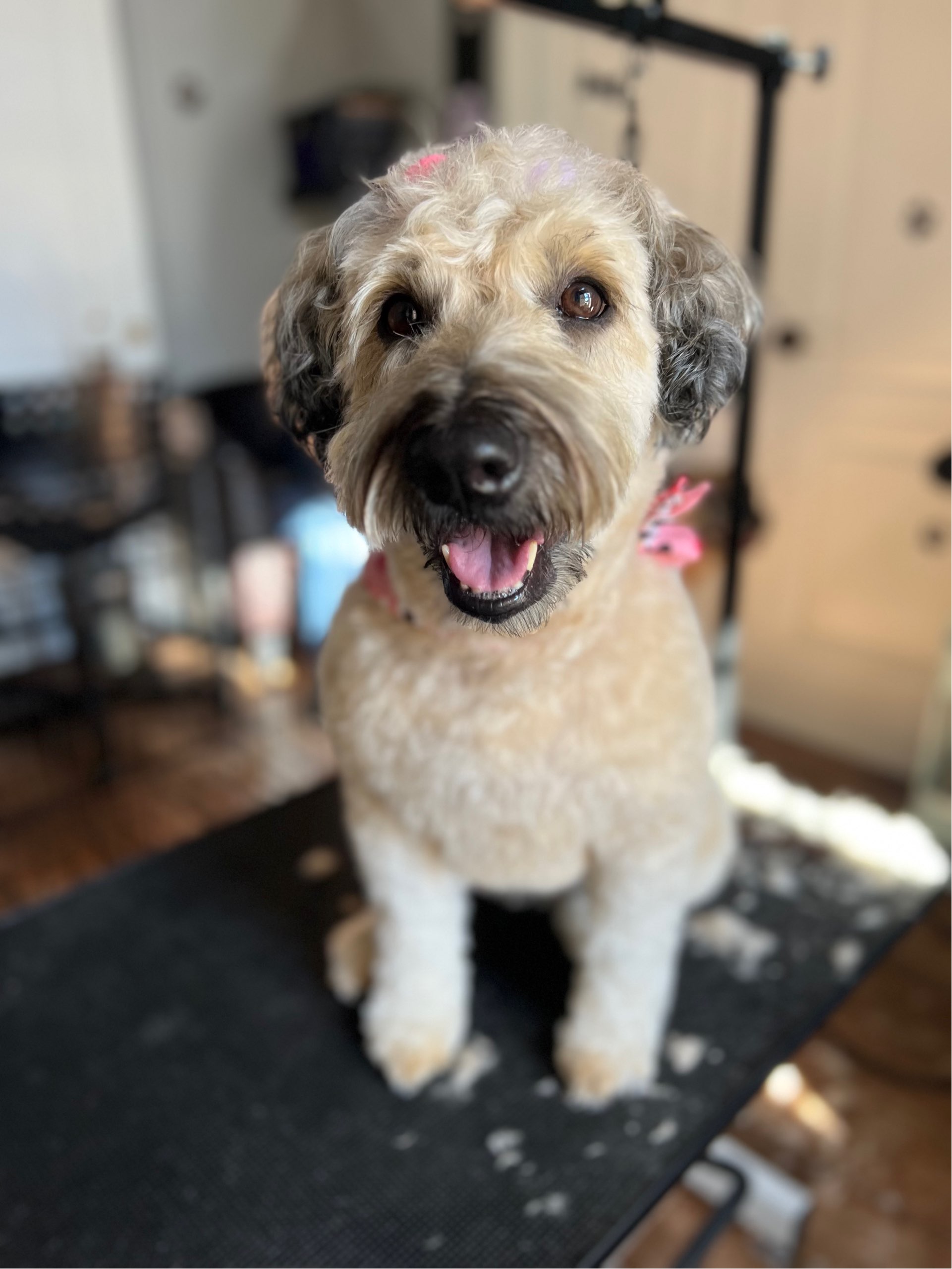 Online booking by GrooMore