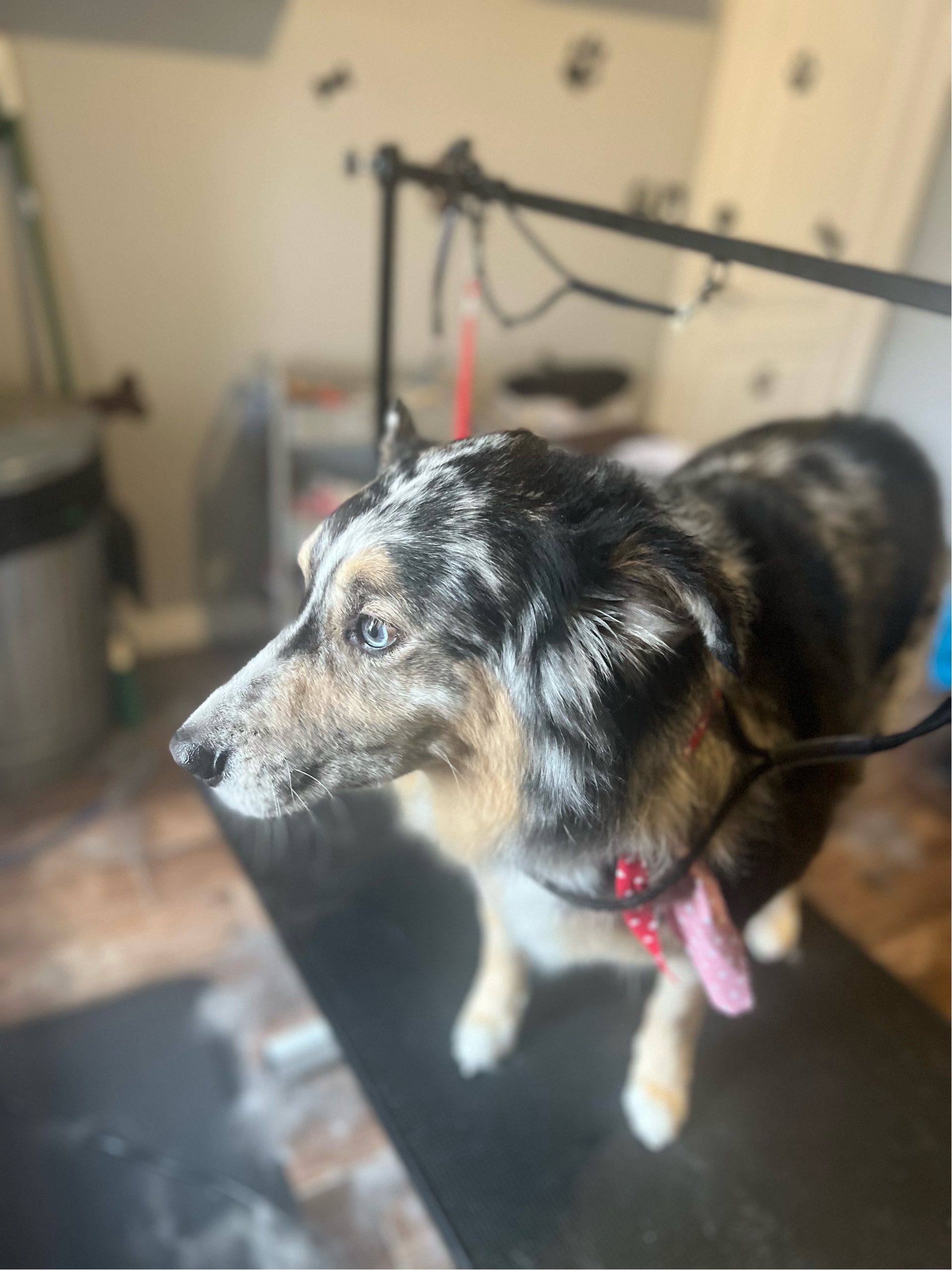 Online booking by GrooMore