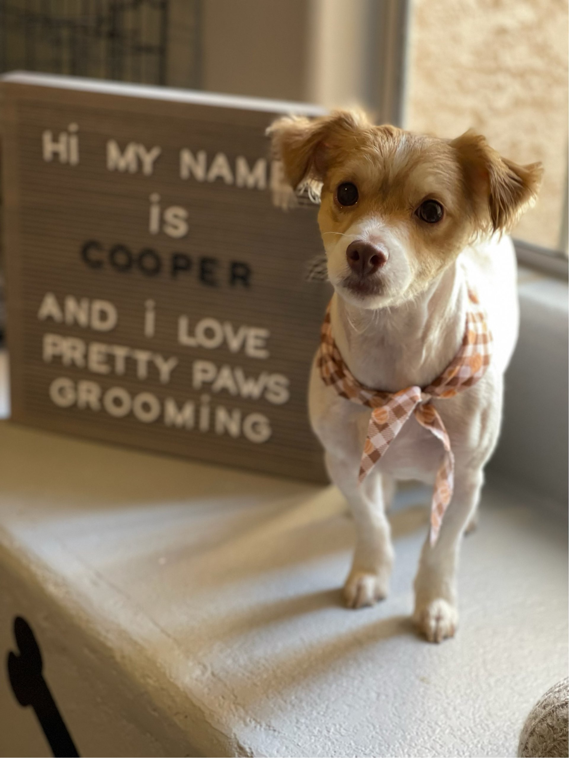 Online booking by GrooMore