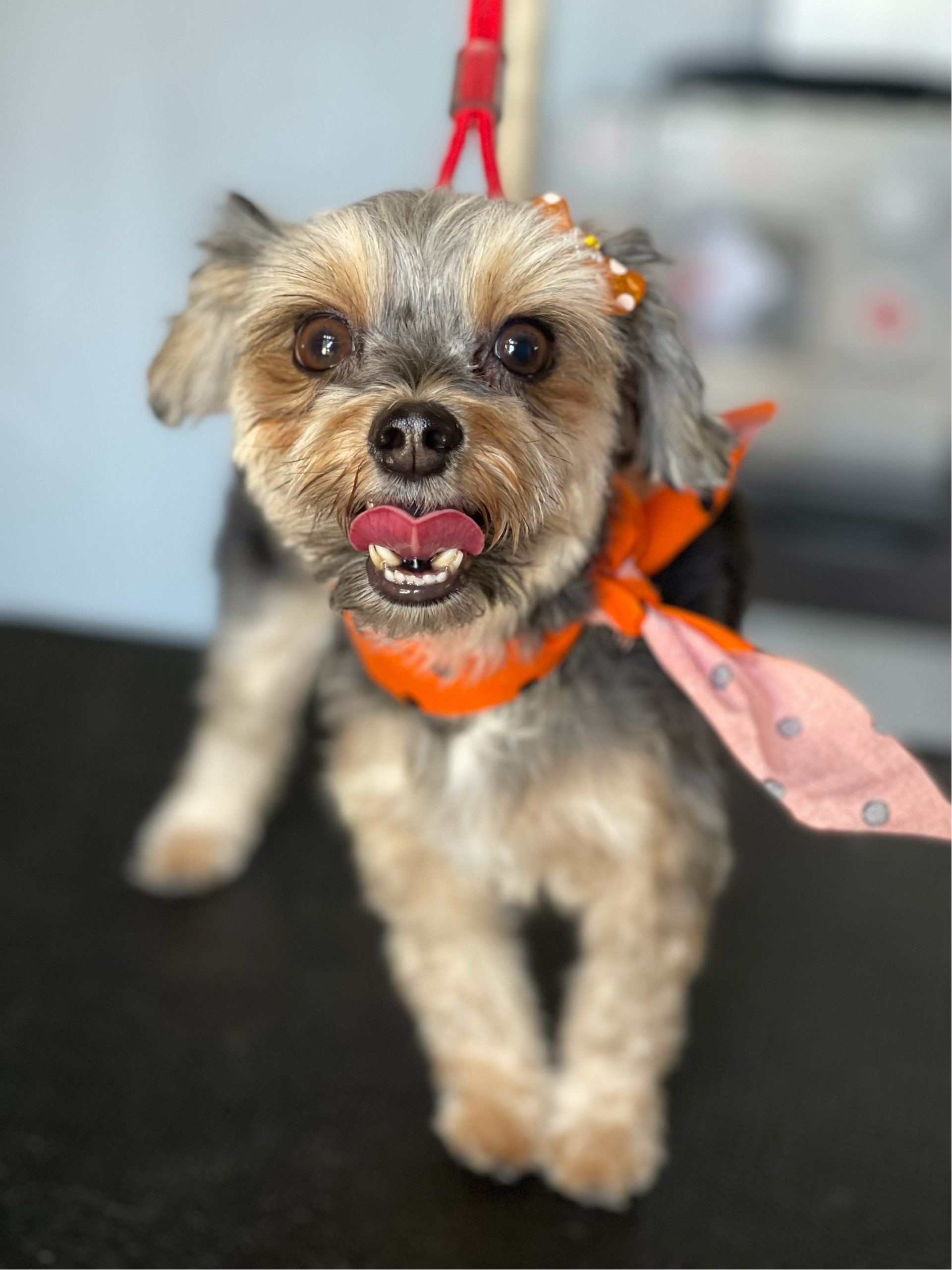 Online booking by GrooMore