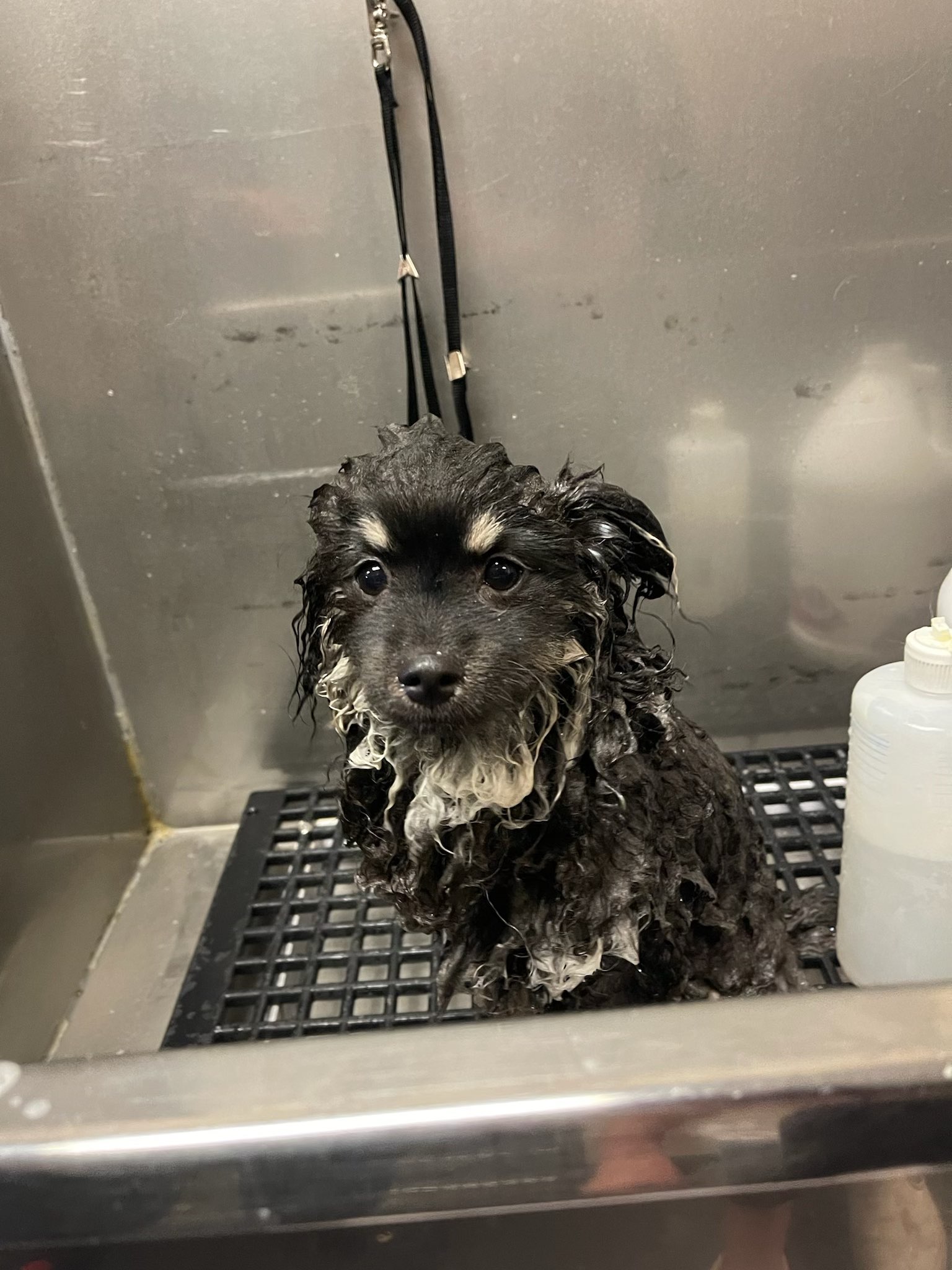 Online booking by GrooMore