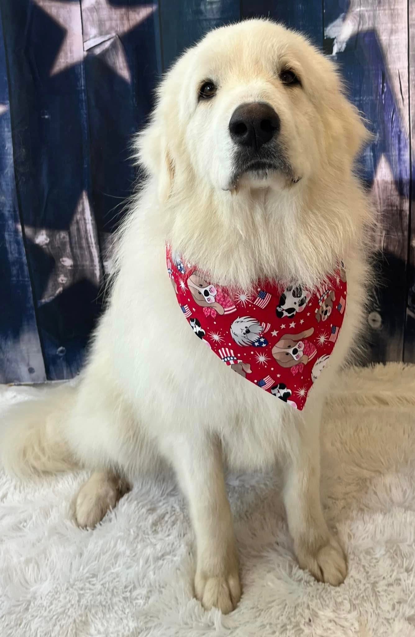 Online booking by GrooMore