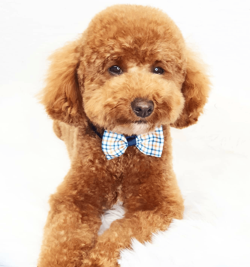 Online booking by GrooMore