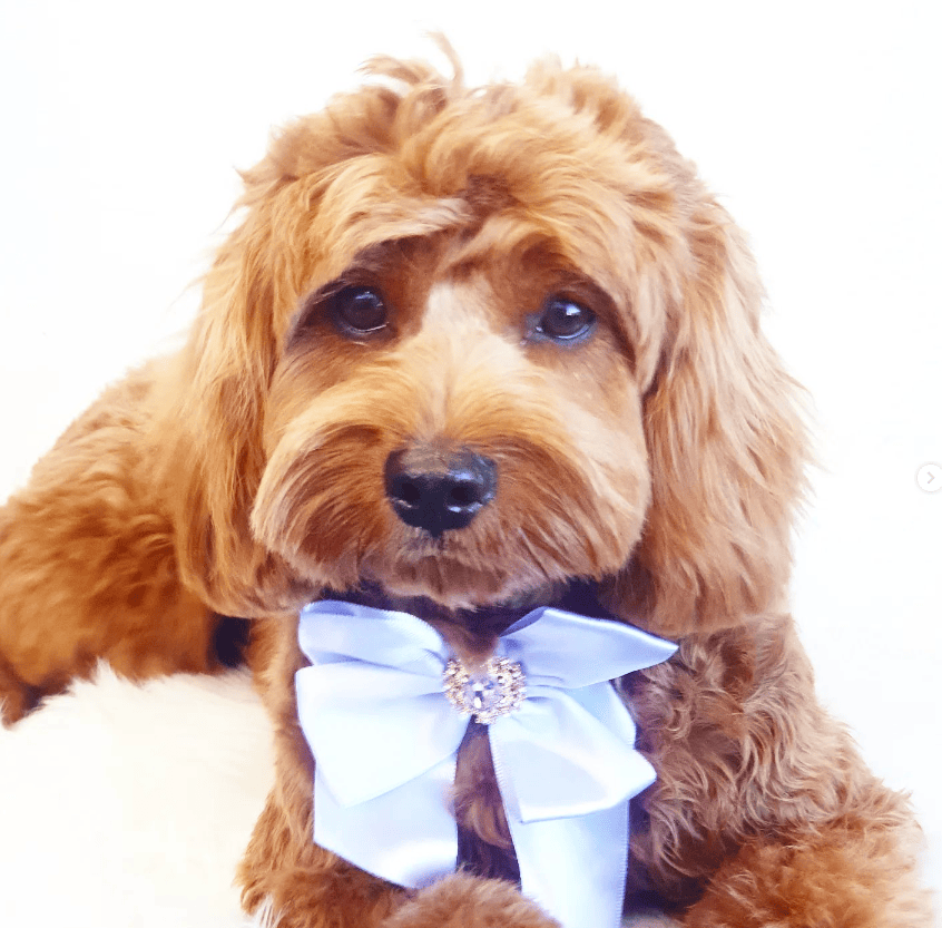 Online booking by GrooMore