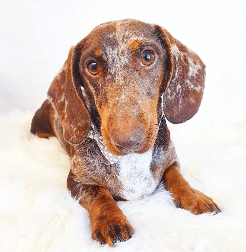 Online booking by GrooMore