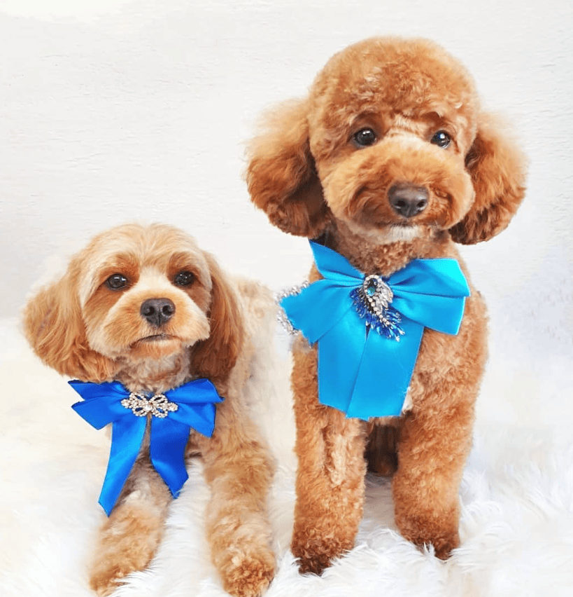 Online booking by GrooMore