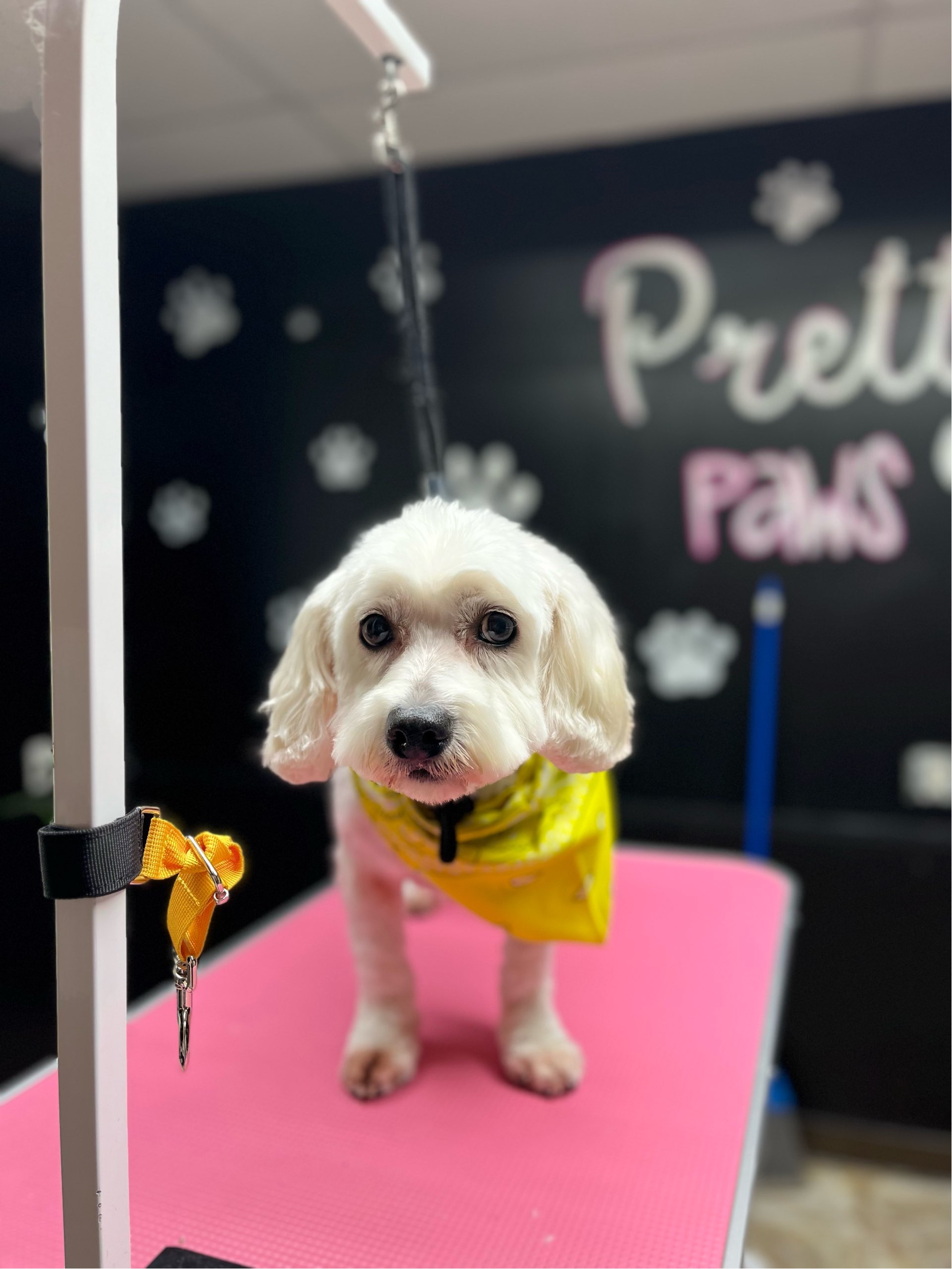 Online booking by GrooMore