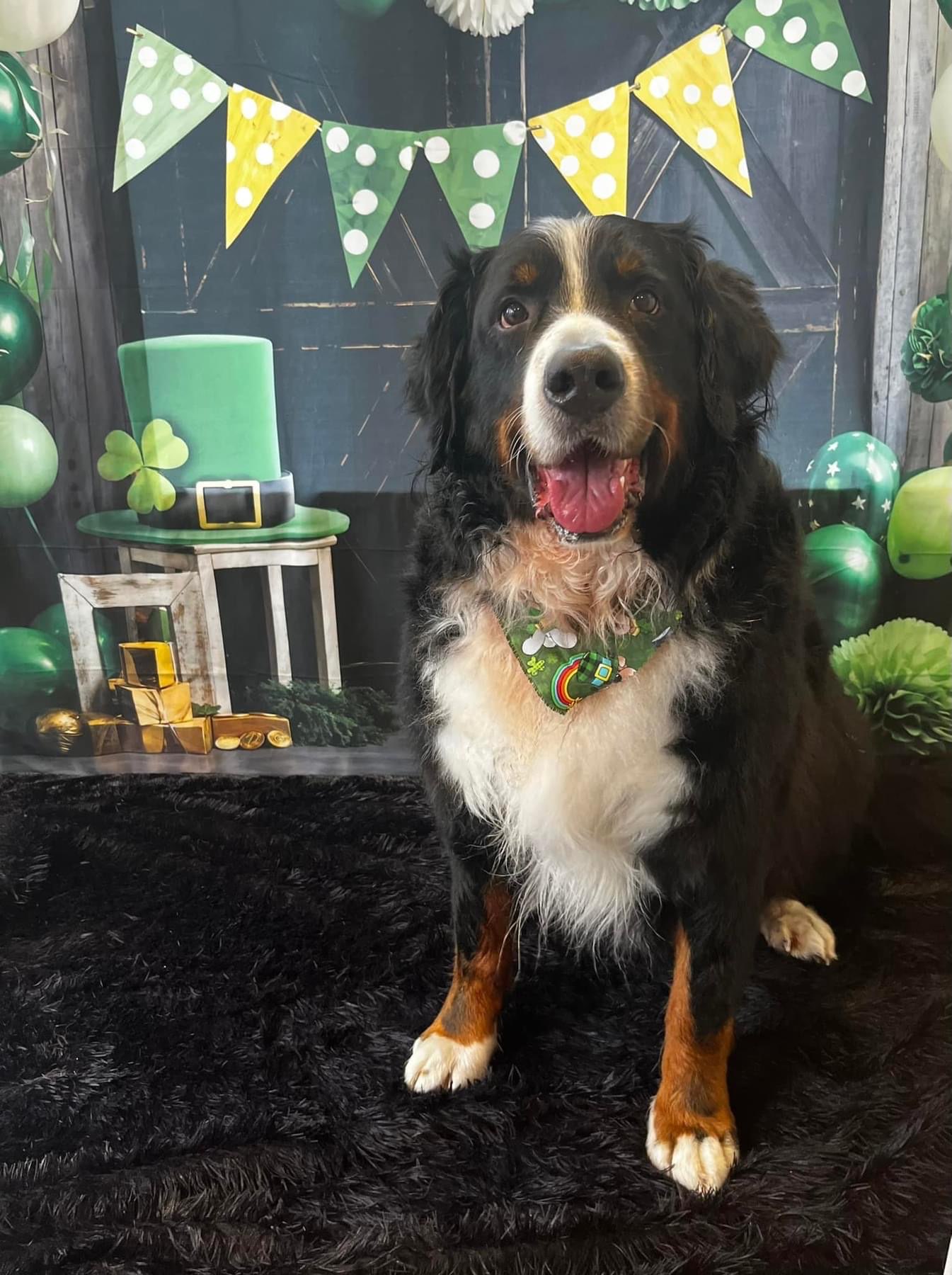 Online booking by GrooMore