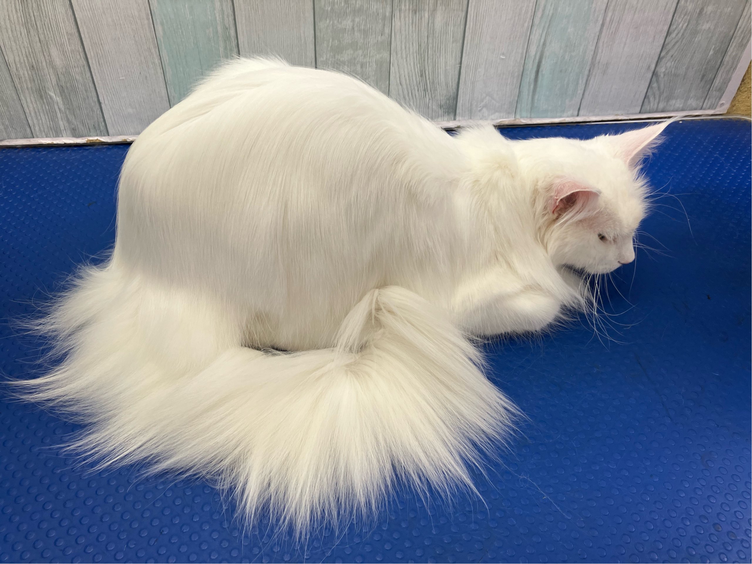 Online booking by GrooMore