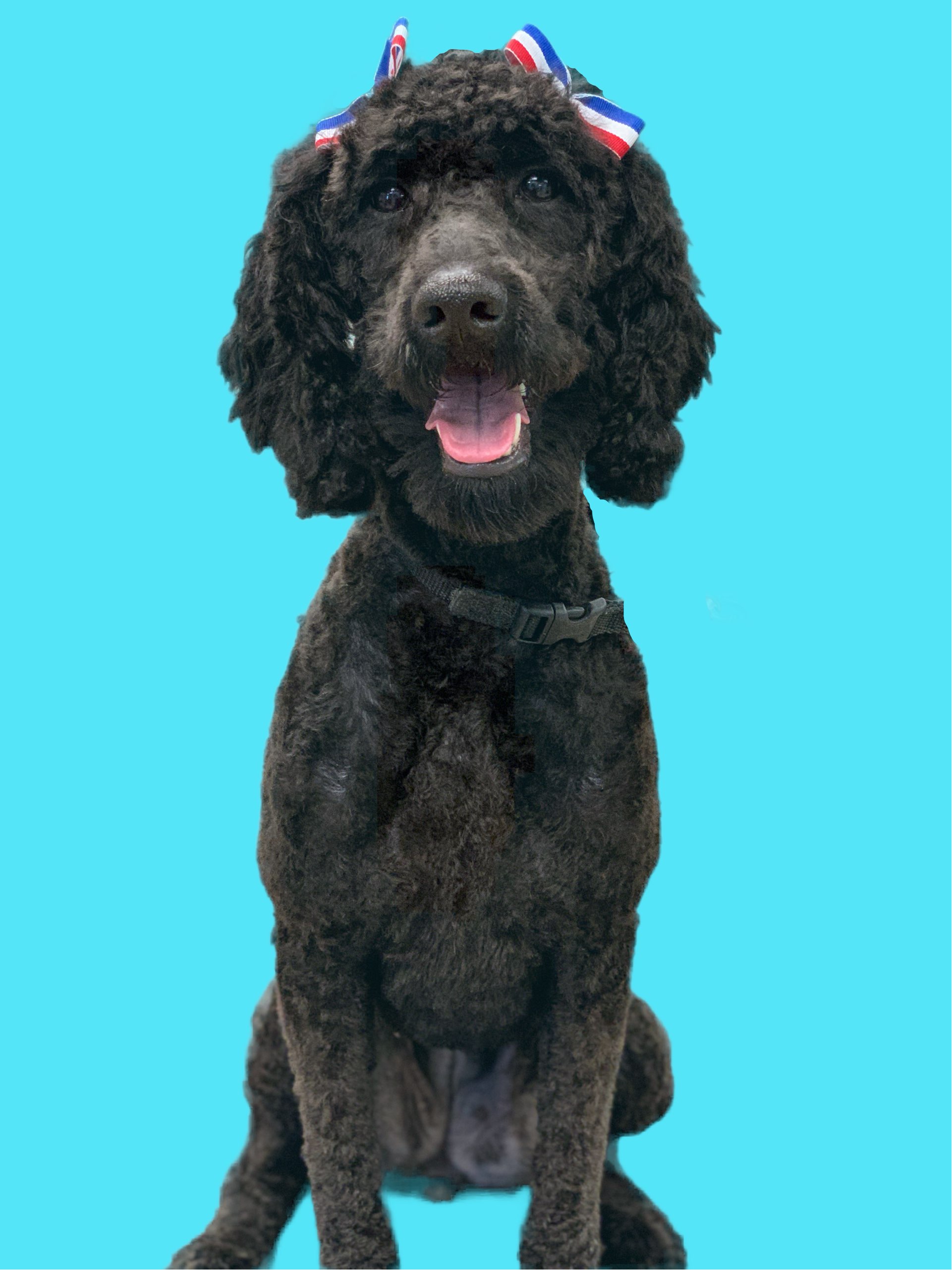 Online booking by GrooMore