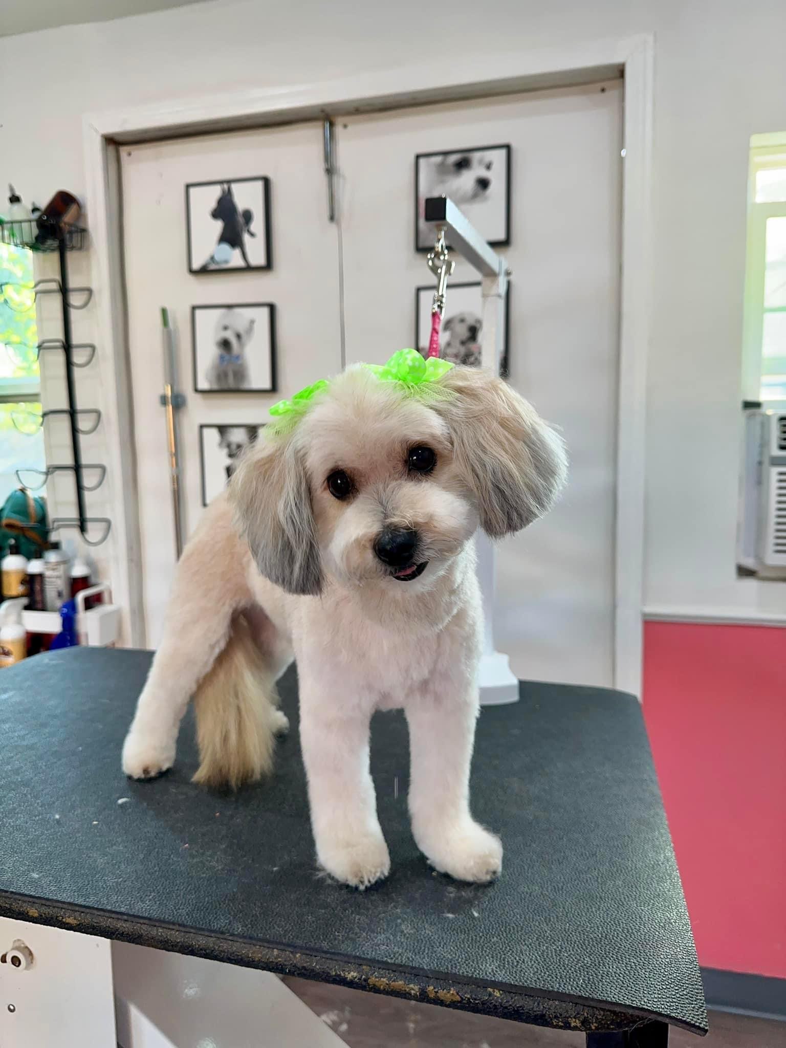 Online booking by GrooMore