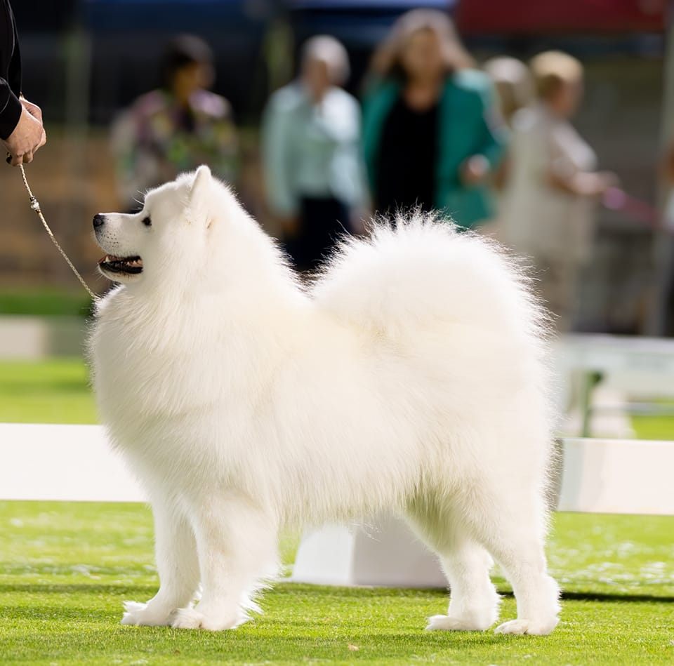 Online booking by GrooMore