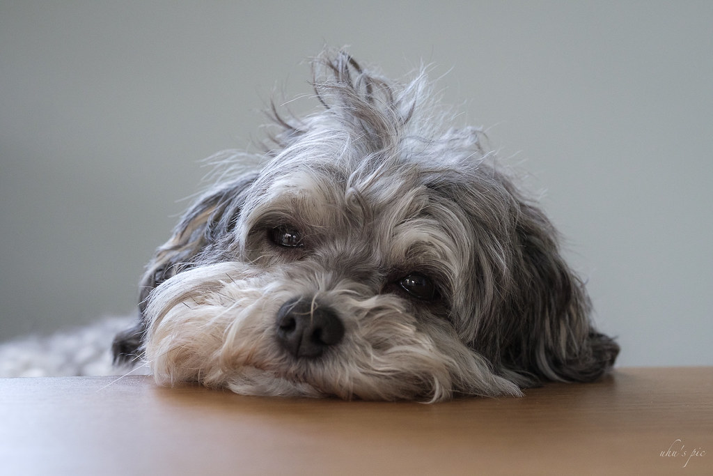 Online booking by GrooMore